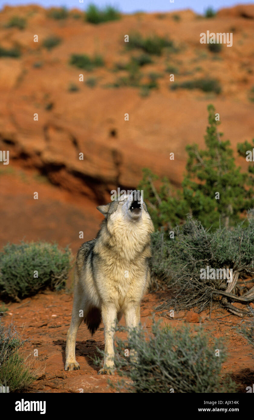 Wolf heulend Canis lupus USA | wolf howling Canis lupus USA Stock Photo ...