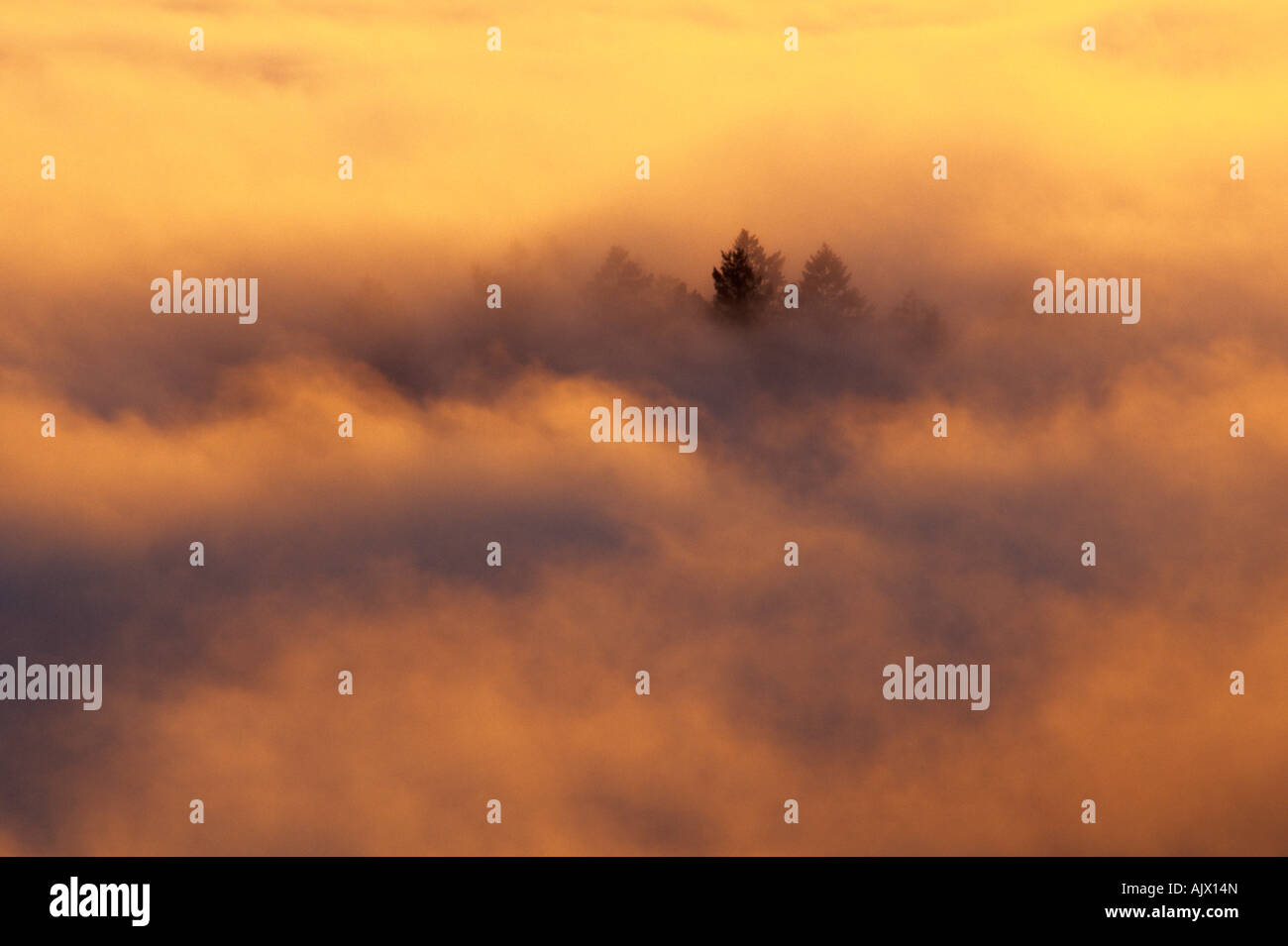 Fog shrouded forest in Mount Tamalpais State Park, Marin County ...
