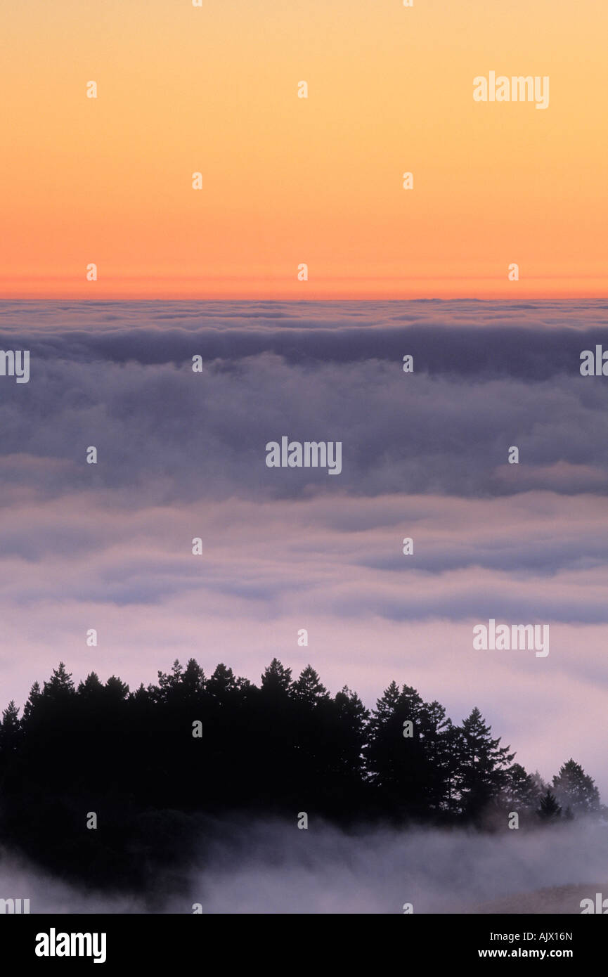 Fog shrouded forest in Mount Tamalpais State Park, Marin County ...