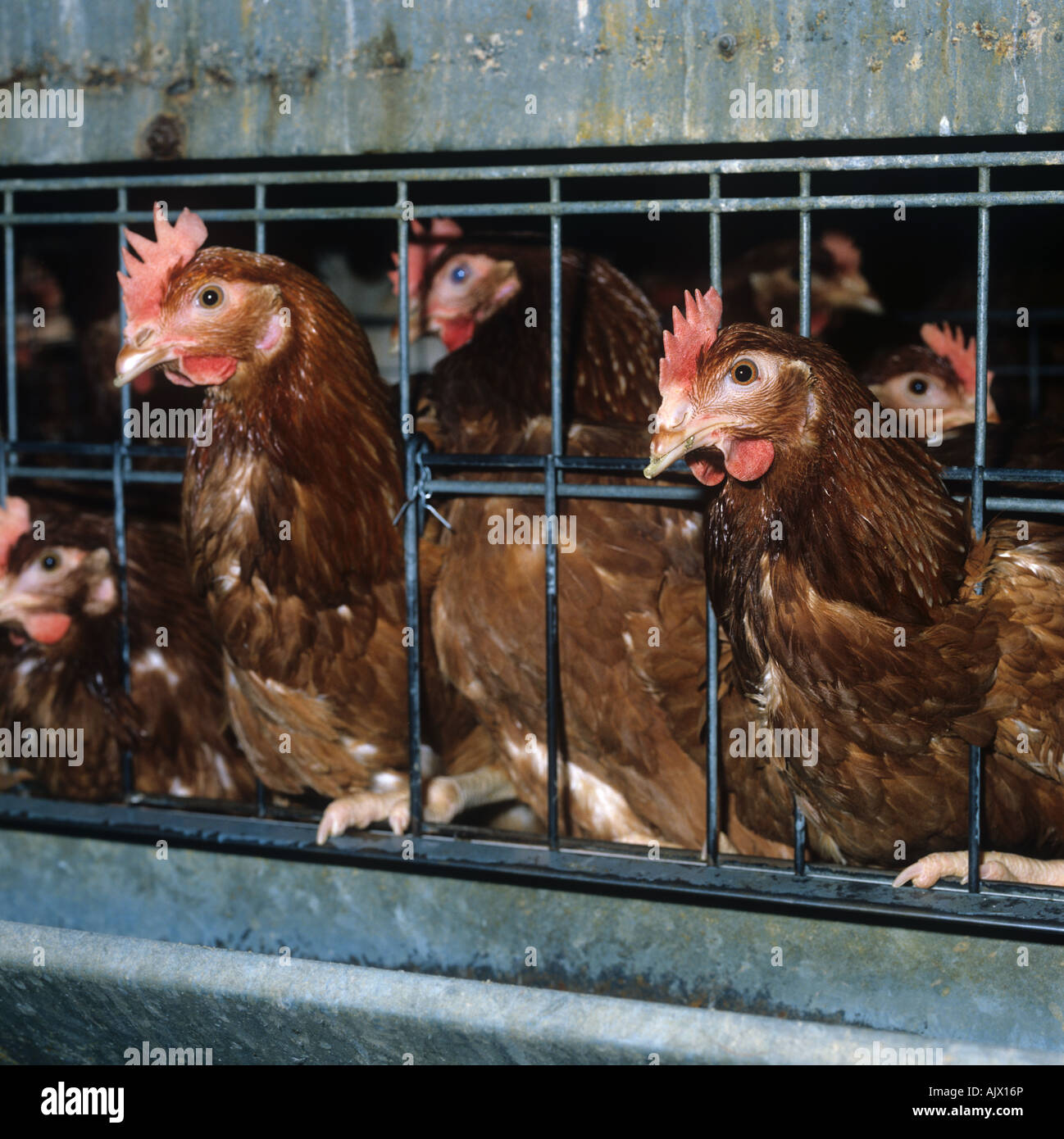 Chicken Battery Cages High Resolution Stock Photography and Images - Alamy