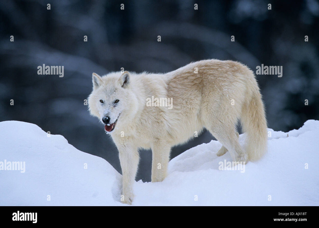 Alaska tundrawolf hi-res stock photography and images - Alamy