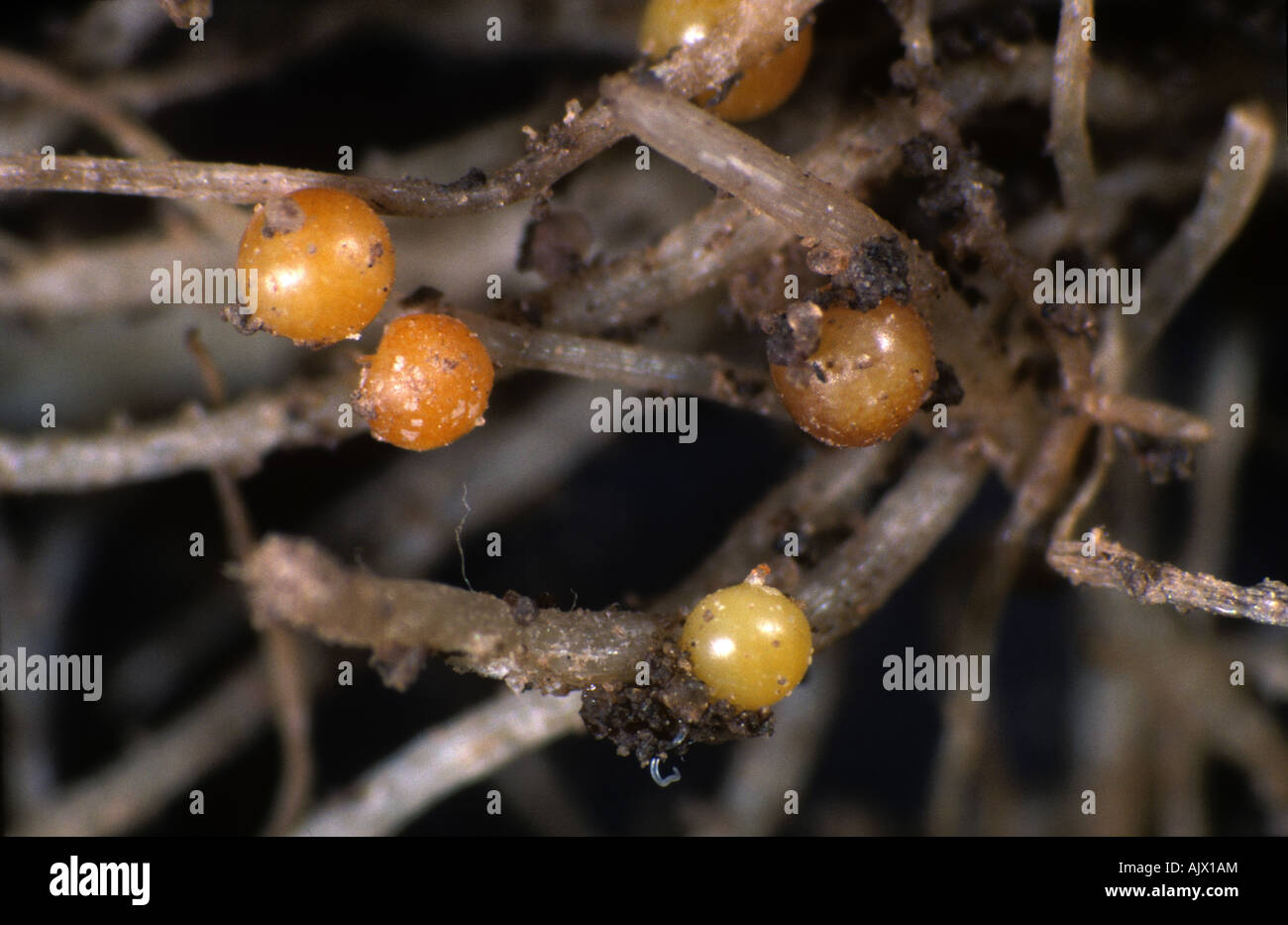 Golden potato cyst nematode Globodera rostochiensis cysts on a potato ...