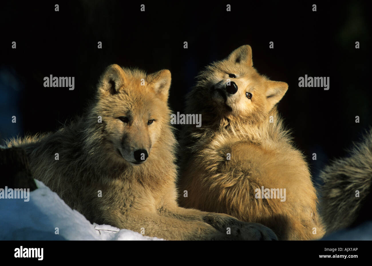 Alaska Tundrawölfe oder Polarwölfe Winter Canis lupus tundrorum ...