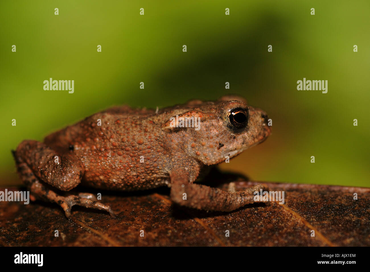 Common frog - UK (wild Stock Photo - Alamy