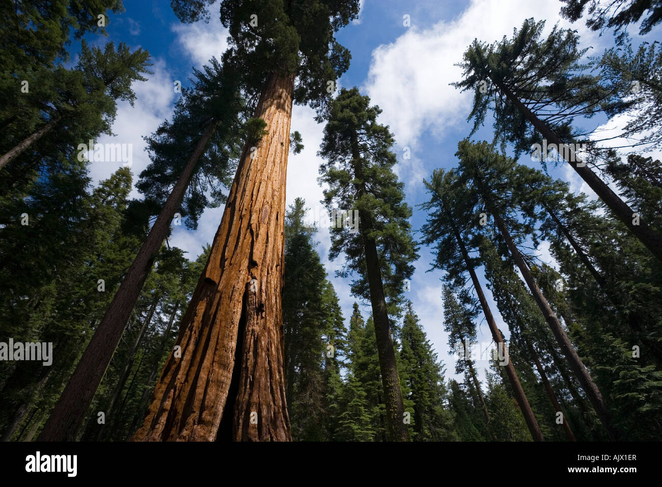Sequoia Trees in the Mariposa Grove of Yosemite National Park Stock ...