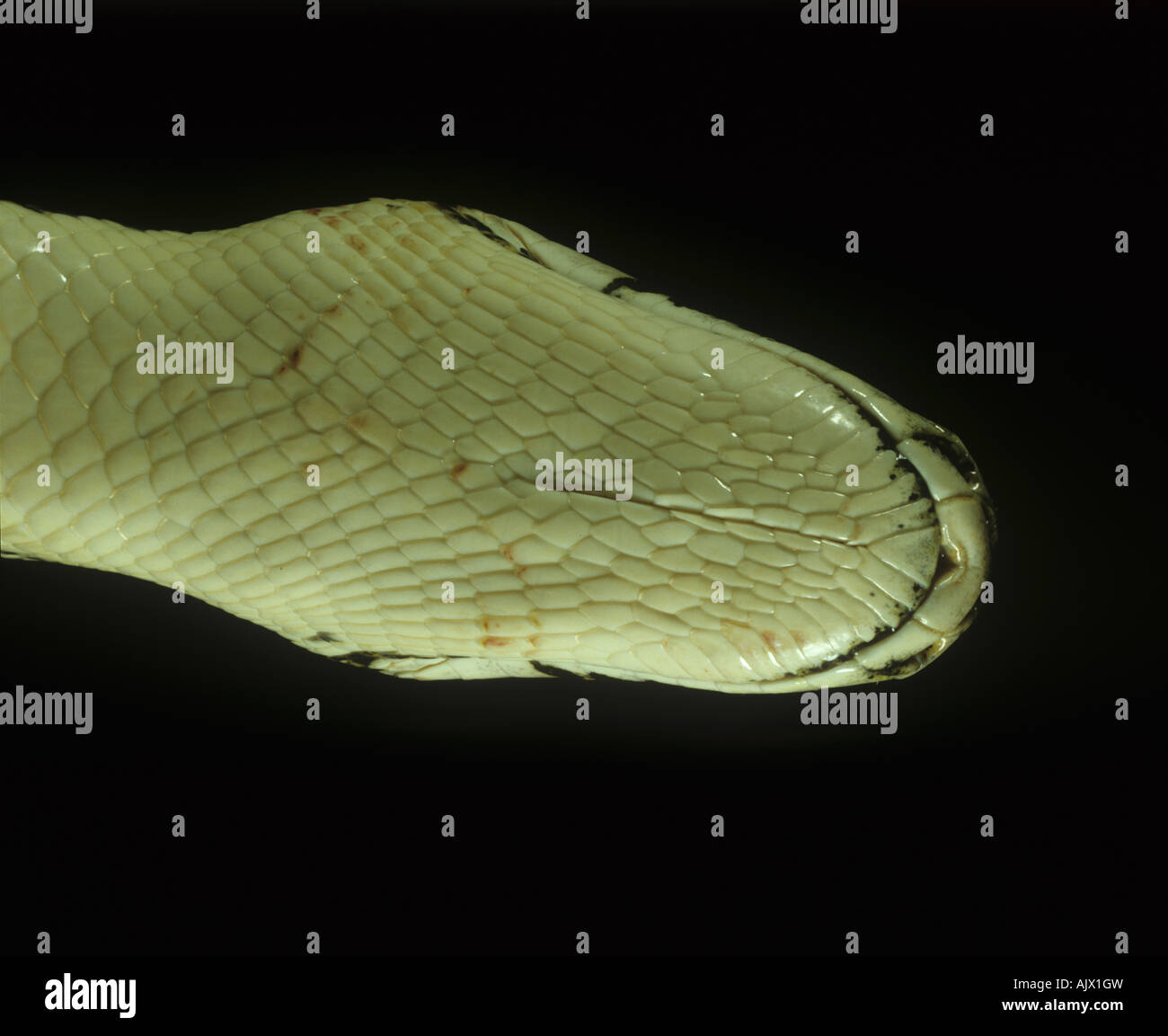 Underside of the head of an Indian python Python molurus showing the ...