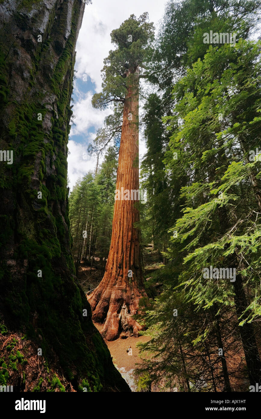 Sequoia Trees in the Mariposa Grove of Yosemite National Park Stock ...