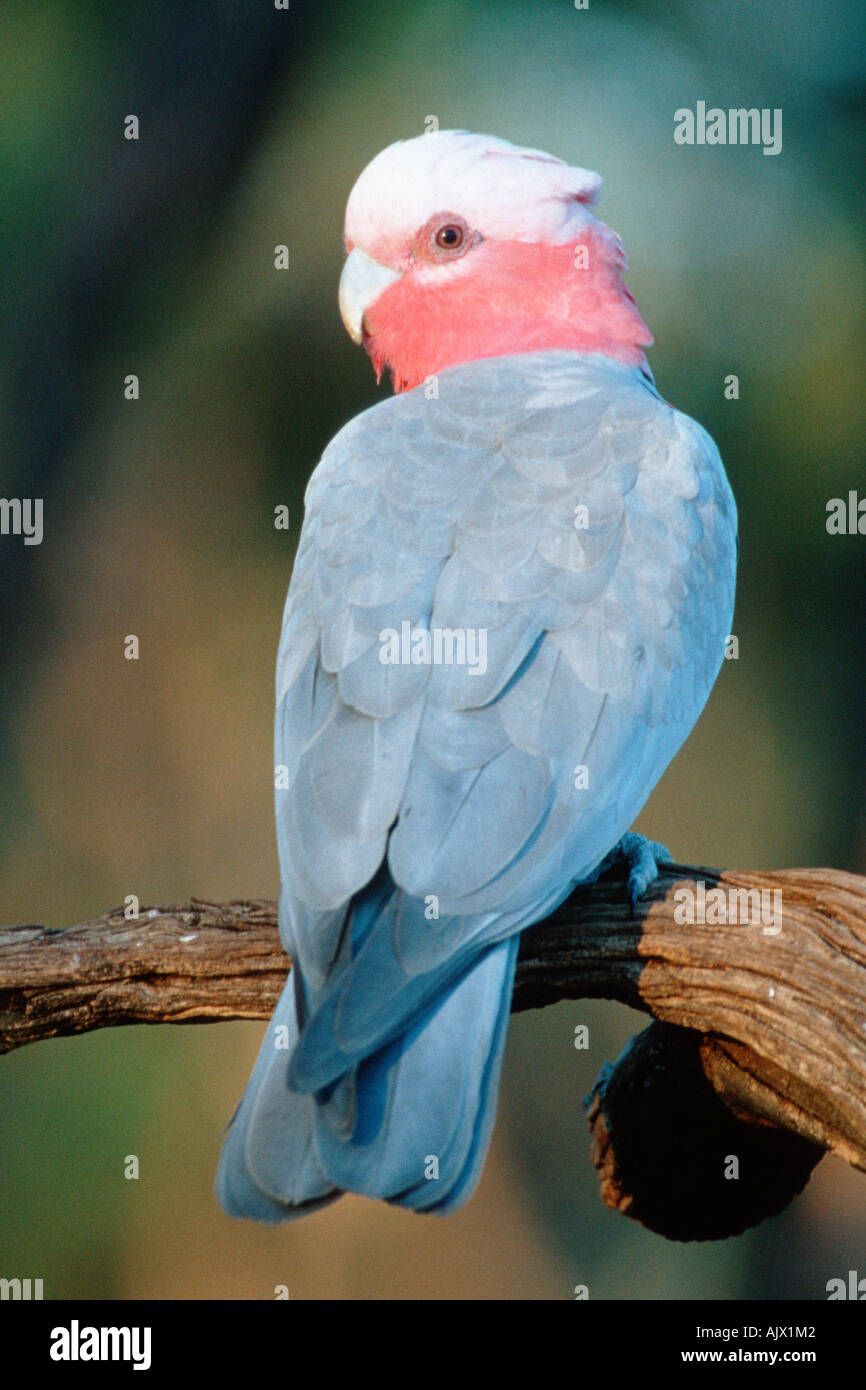 Galah / Roseate Cockatoo / Rosakakadu Stock Photo - Alamy
