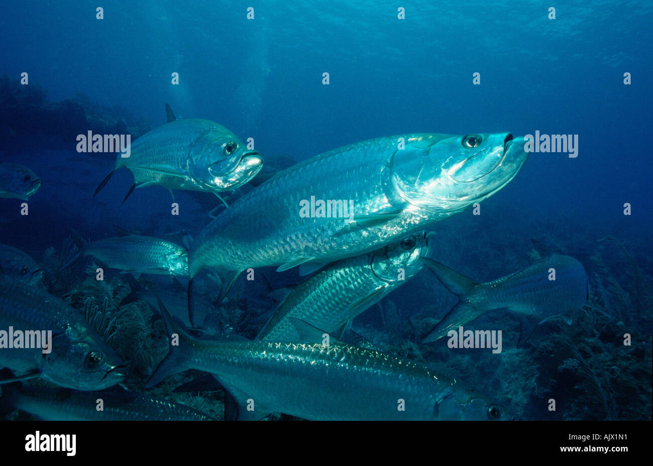 Atlantic tarpon megalops atlanticus adult hi-res stock photography and ...