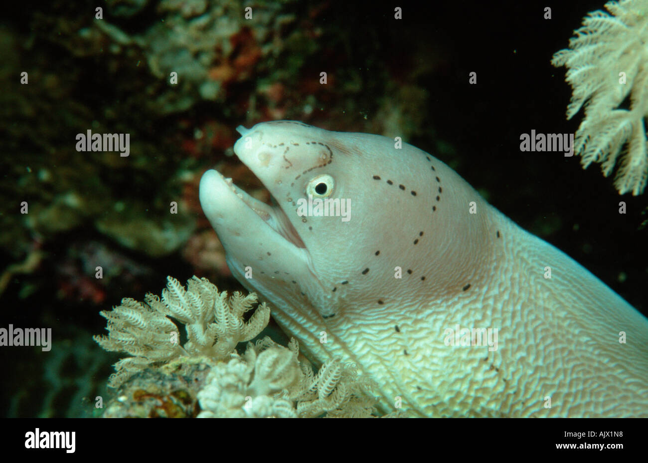 Geometric moray hi-res stock photography and images - Alamy
