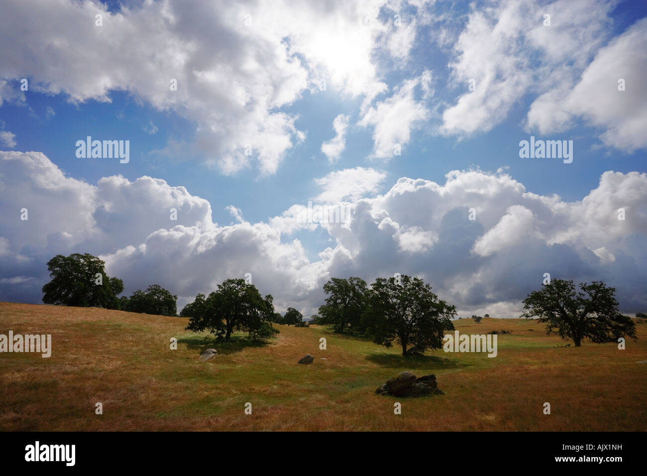 Oak Trees in the Sierra Nevada Mountains Stock Photo - Alamy
