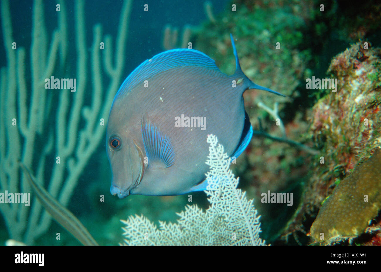 Blue Tang Surgeonfish Stock Photo - Alamy