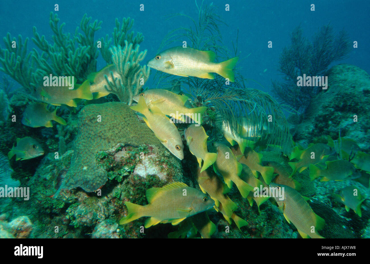 Schoolmaster lutjanus apodus school hi-res stock photography and images ...