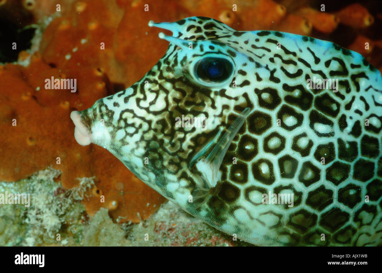 Kofferfisch hi-res stock photography and images - Alamy