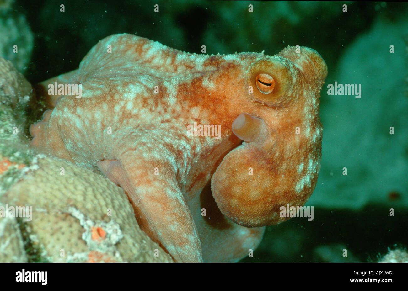 Long armed octopus hi-res stock photography and images - Alamy