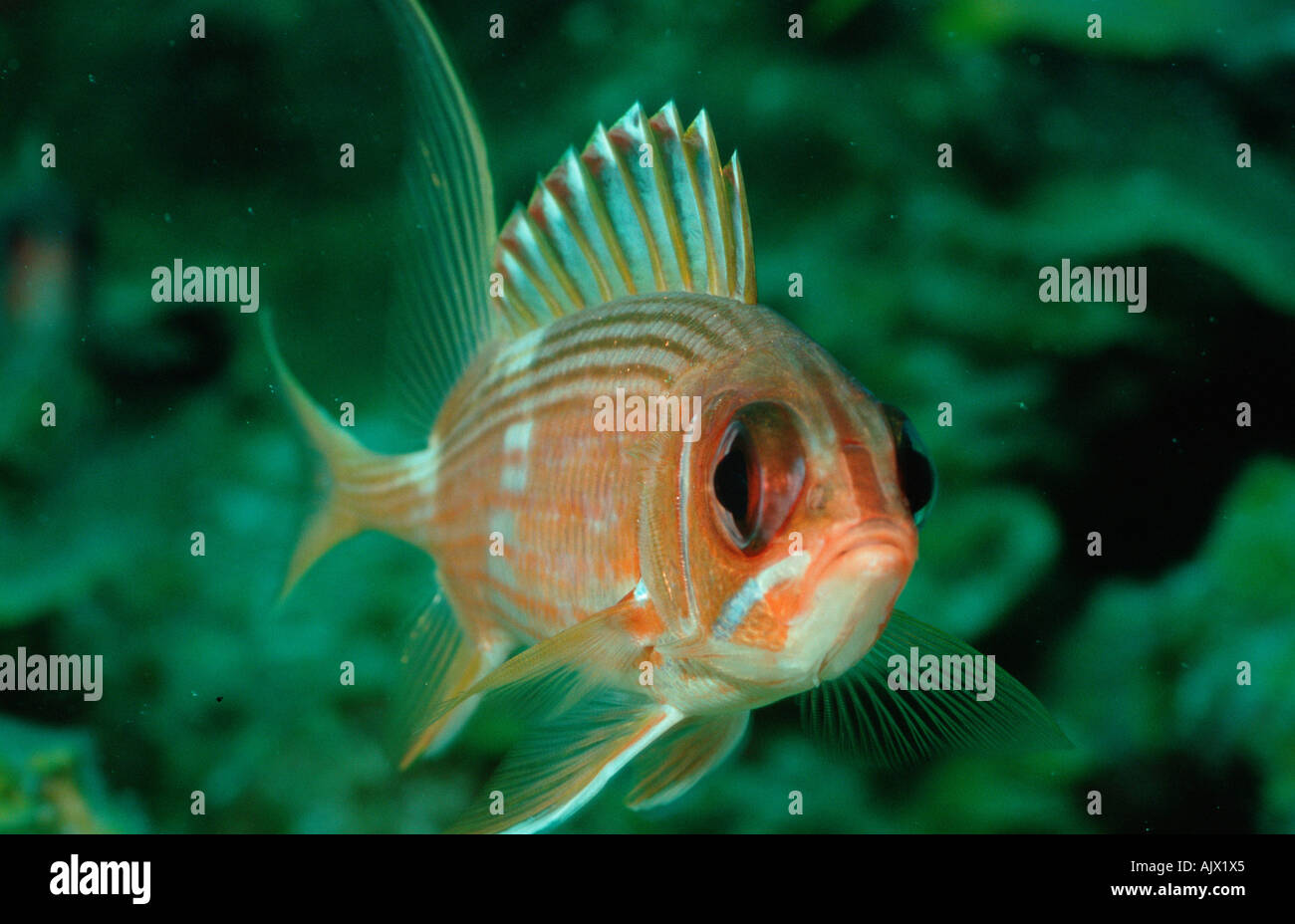 Longspine squirrelfish holocentrus rufus hi-res stock photography and ...