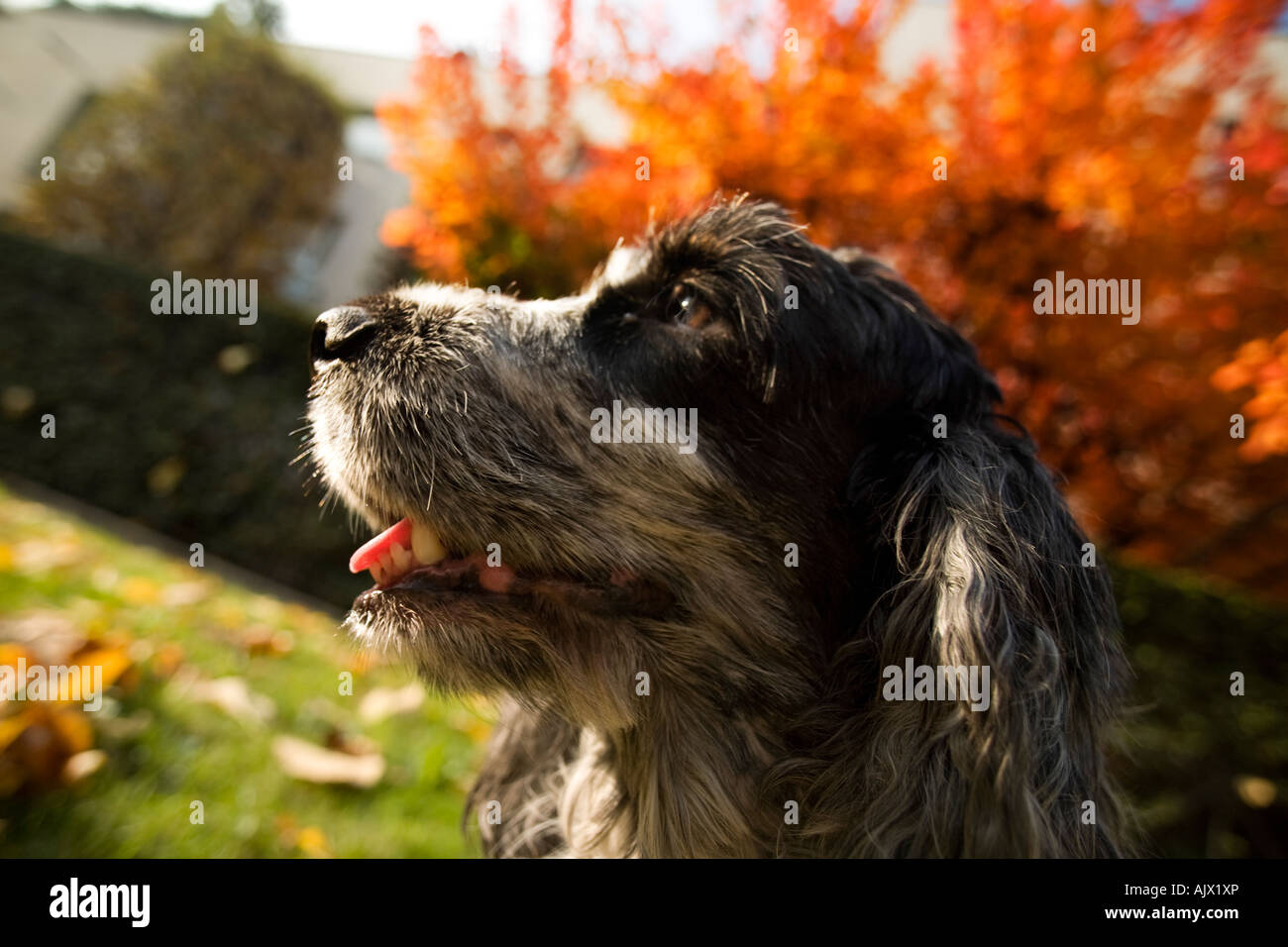 Beautiful cocker spaniel in Autumn colours background Stock Photo - Alamy