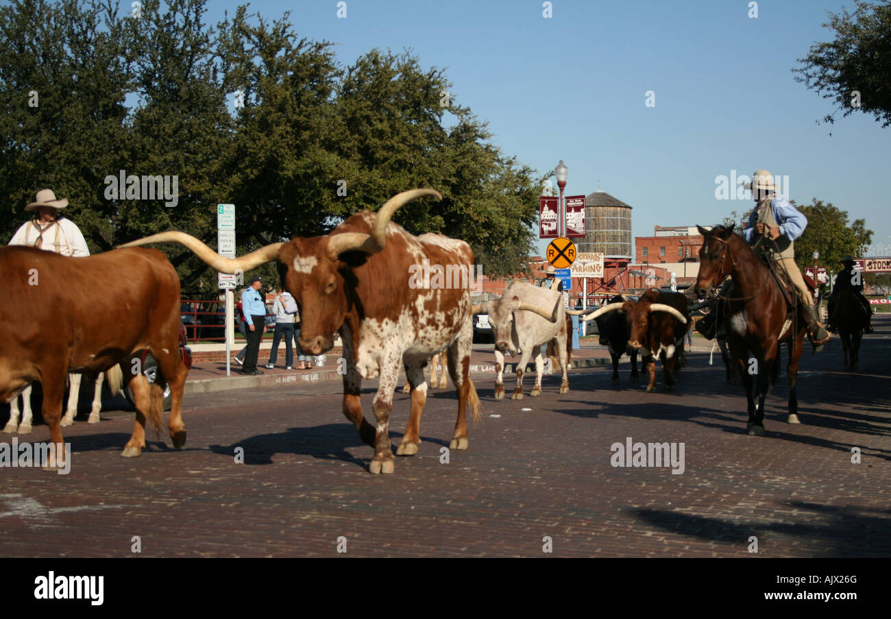 cowboys and Texan long horn cattle on Exchange Avenue Fort Worth ...