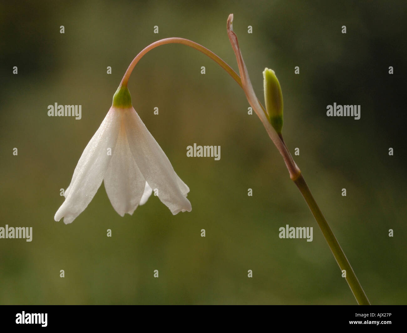 Acis autumnalis, autumn snowflake Stock Photo - Alamy