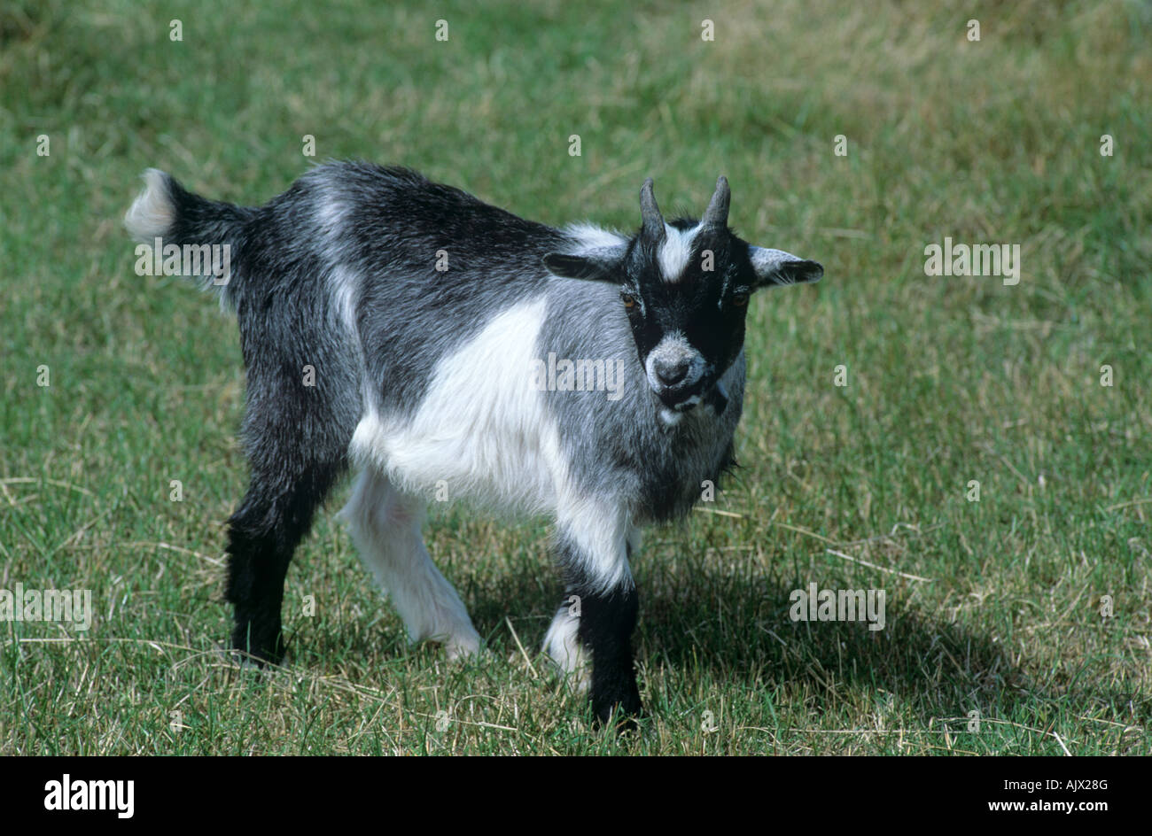 A pygmy goat kid on grass Somerset Stock Photo - Alamy