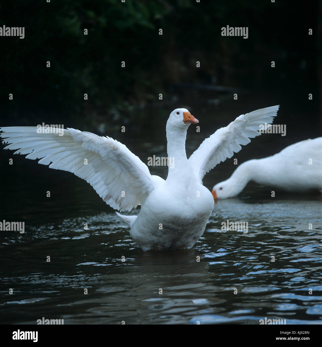 Adult white farmed goose standing in a stream with wings outstretched ...