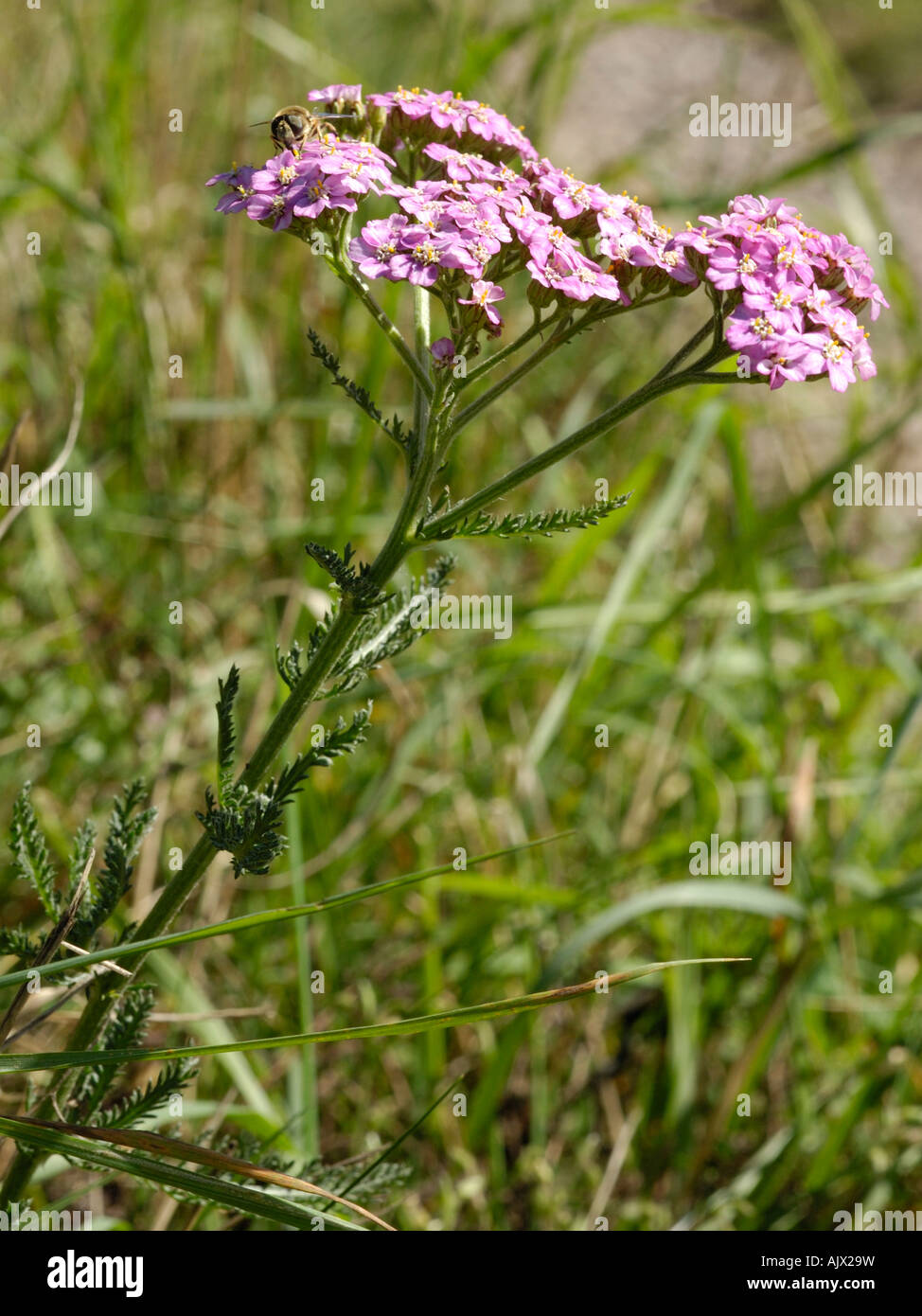 Pink form hi-res stock photography and images - Alamy