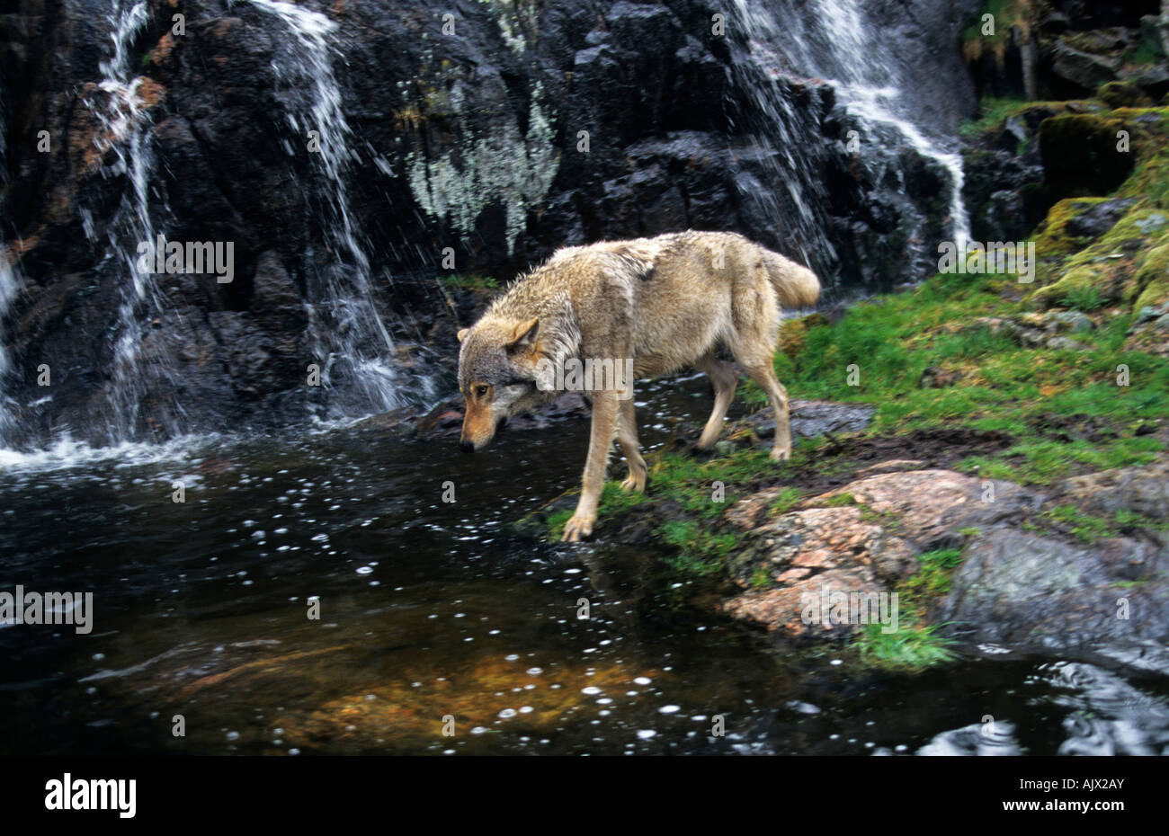 Wolf in water hi-res stock photography and images - Alamy