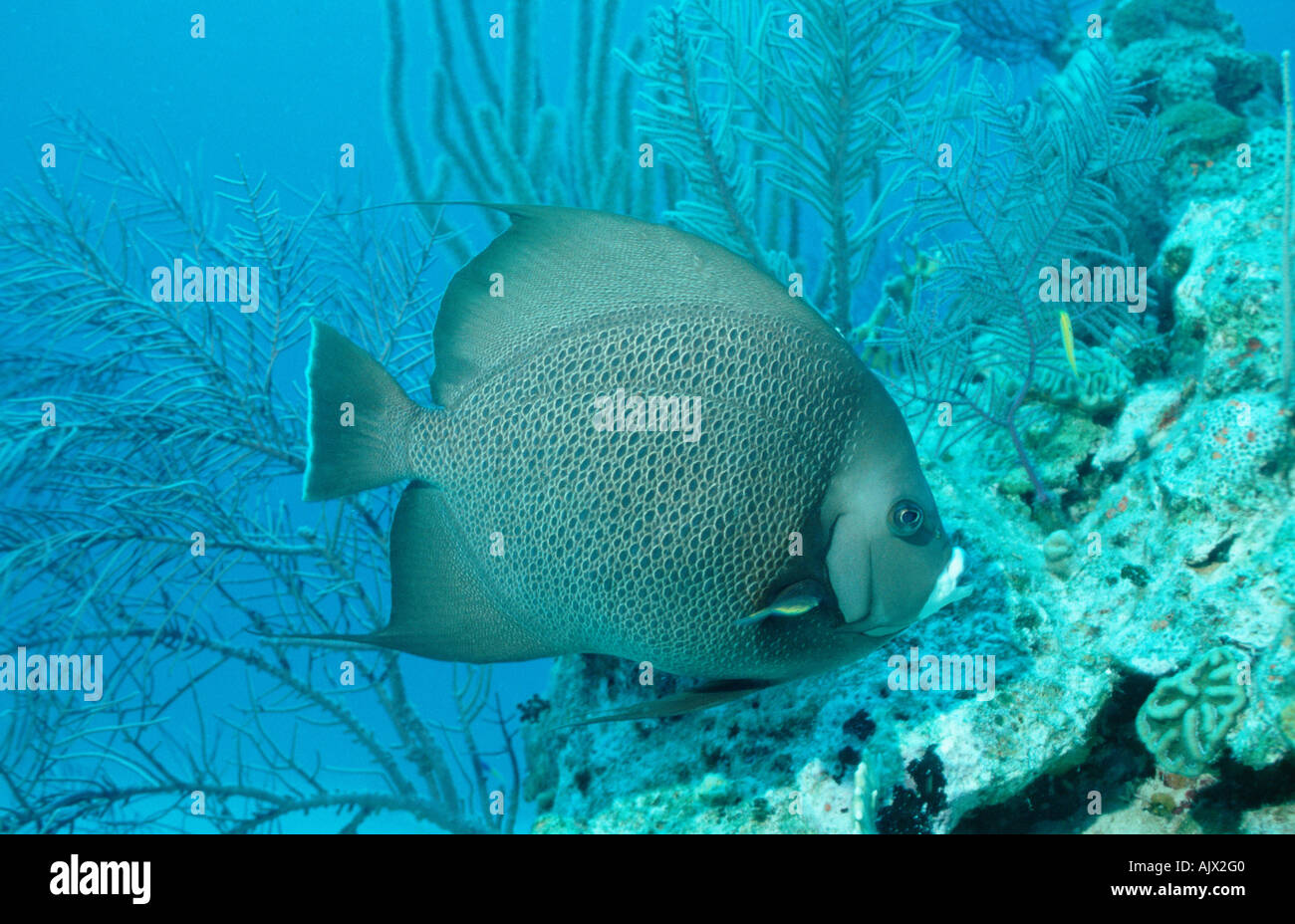 Grey angelfish pomacanthus arcuatus hi-res stock photography and images ...