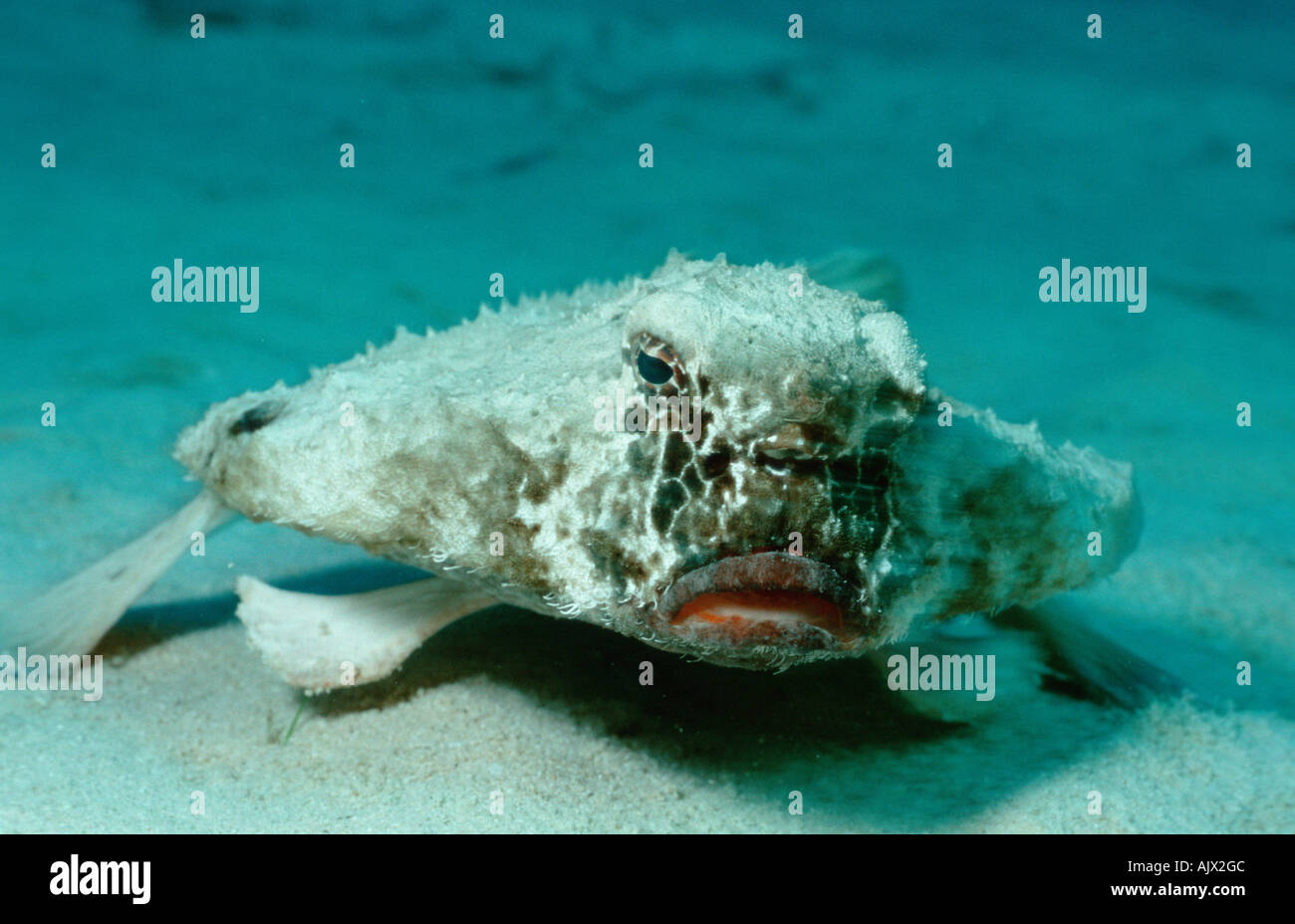 Batfish Stock Photo, Royalty Free Image: 8469387 - Alamy