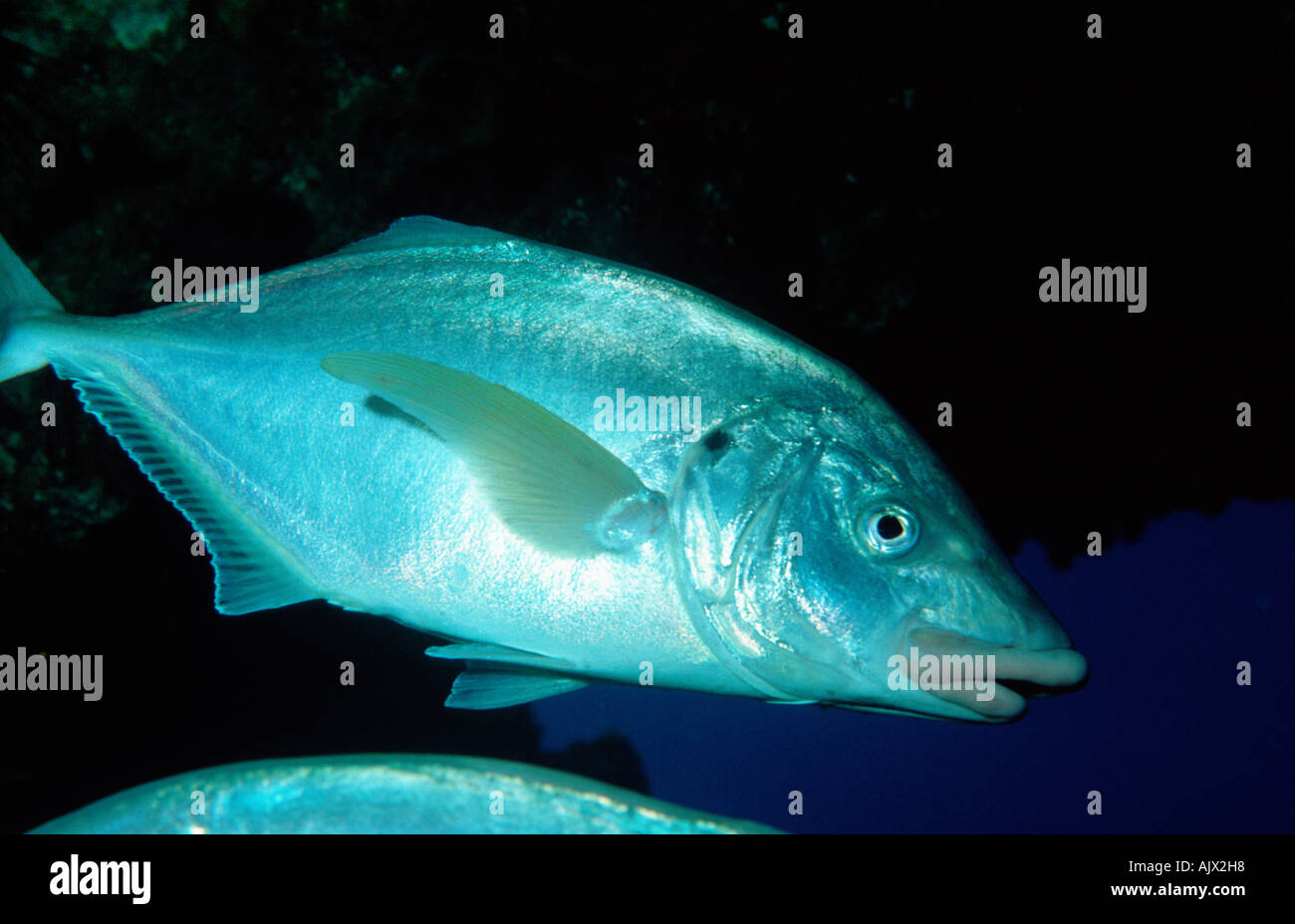 Greater Amberjack Vs Lesser Amberjack