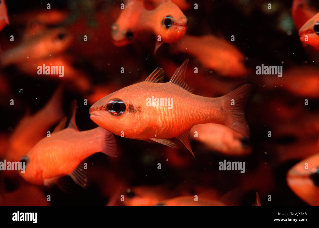 Cardinal fish apogon imberbis hi-res stock photography and images - Alamy