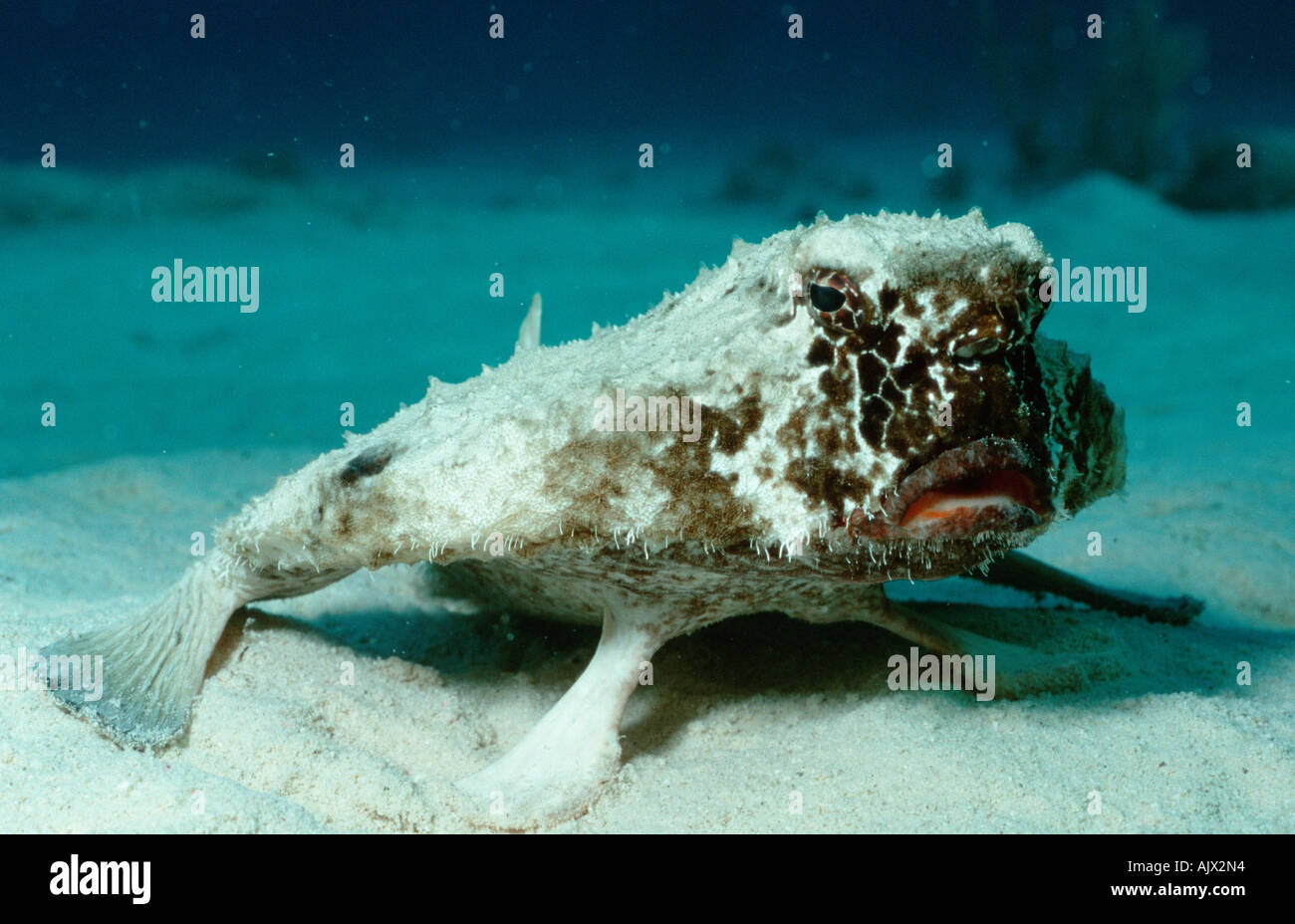 Ogcocephalus corniger hi-res stock photography and images - Alamy