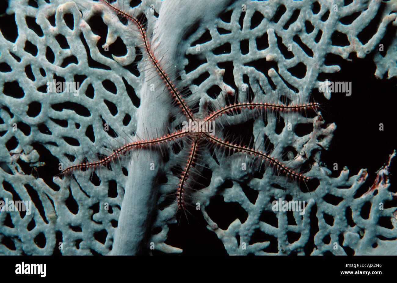 Brittlestar ophiothrix fragilis hi-res stock photography and images - Alamy