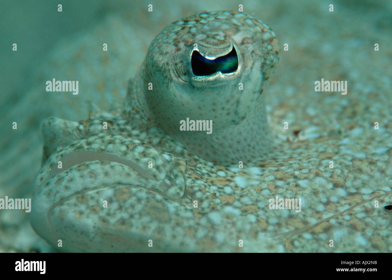 Wide eyed flounder fish hi-res stock photography and images - Alamy