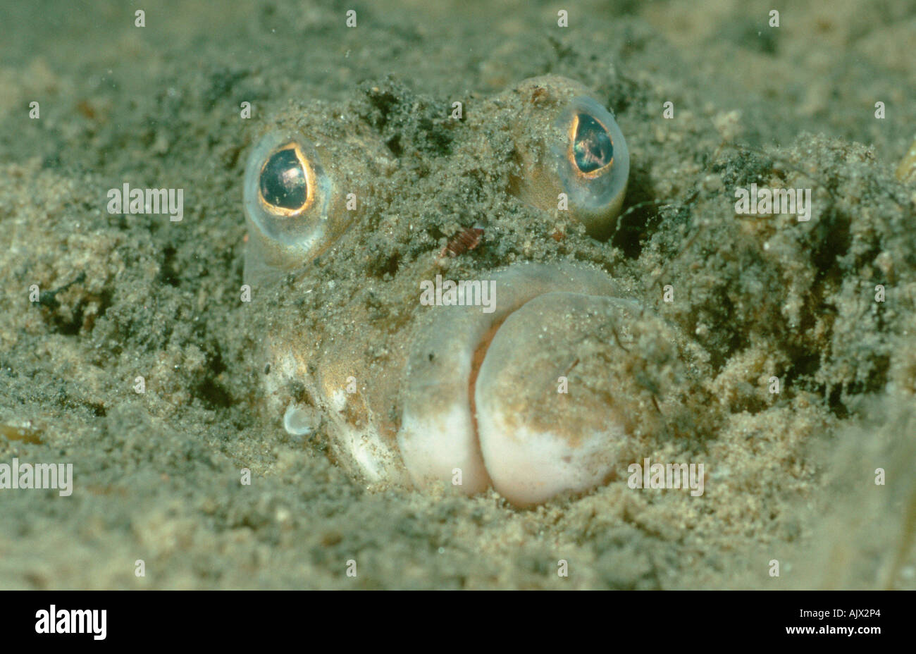 Eyed flounder fish hi-res stock photography and images - Alamy