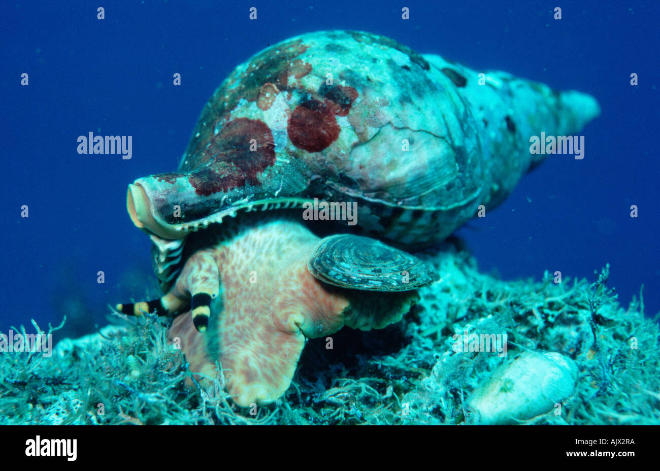 Triton snails hi-res stock photography and images - Alamy