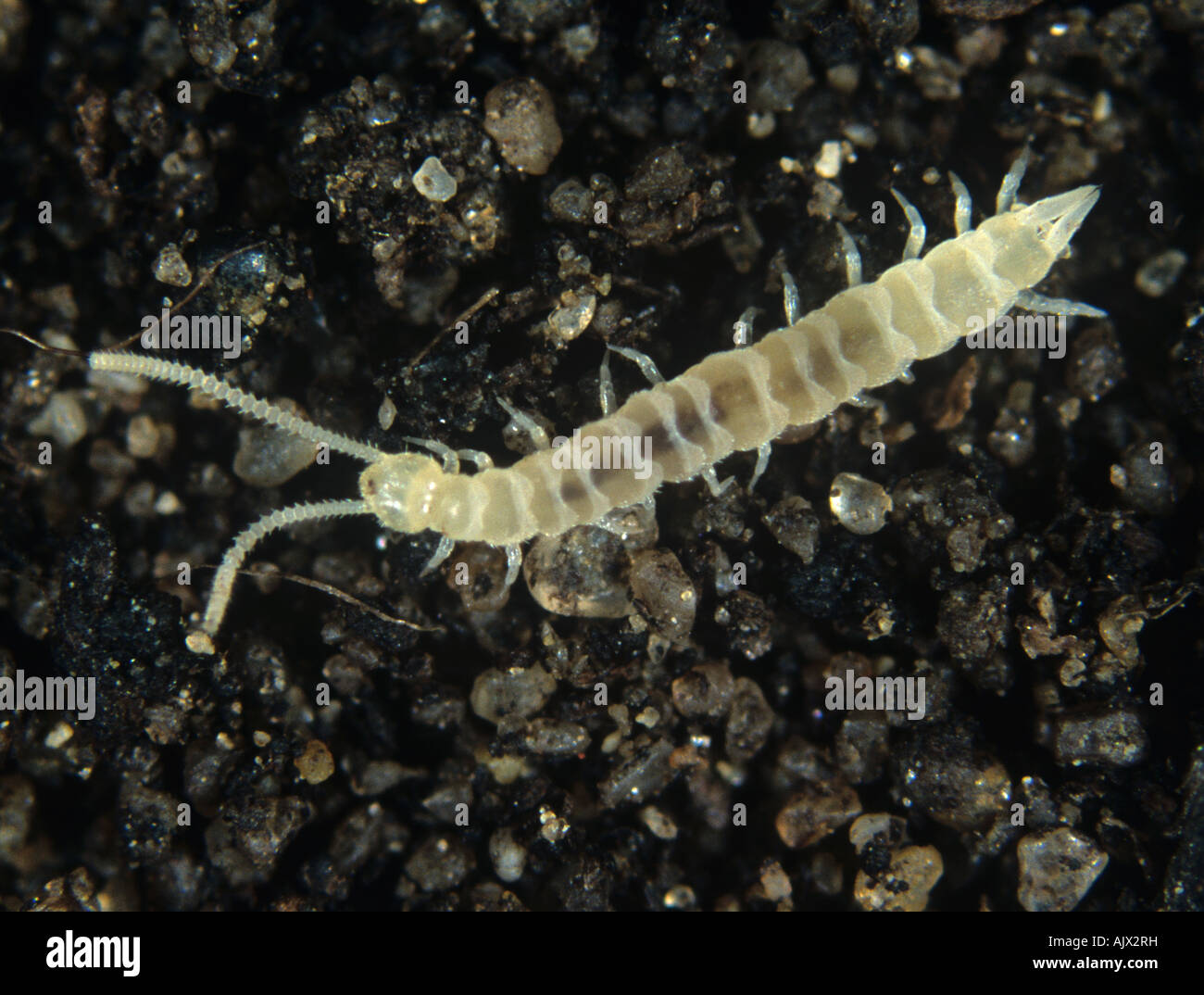 Scutigerella hi-res stock photography and images - Alamy