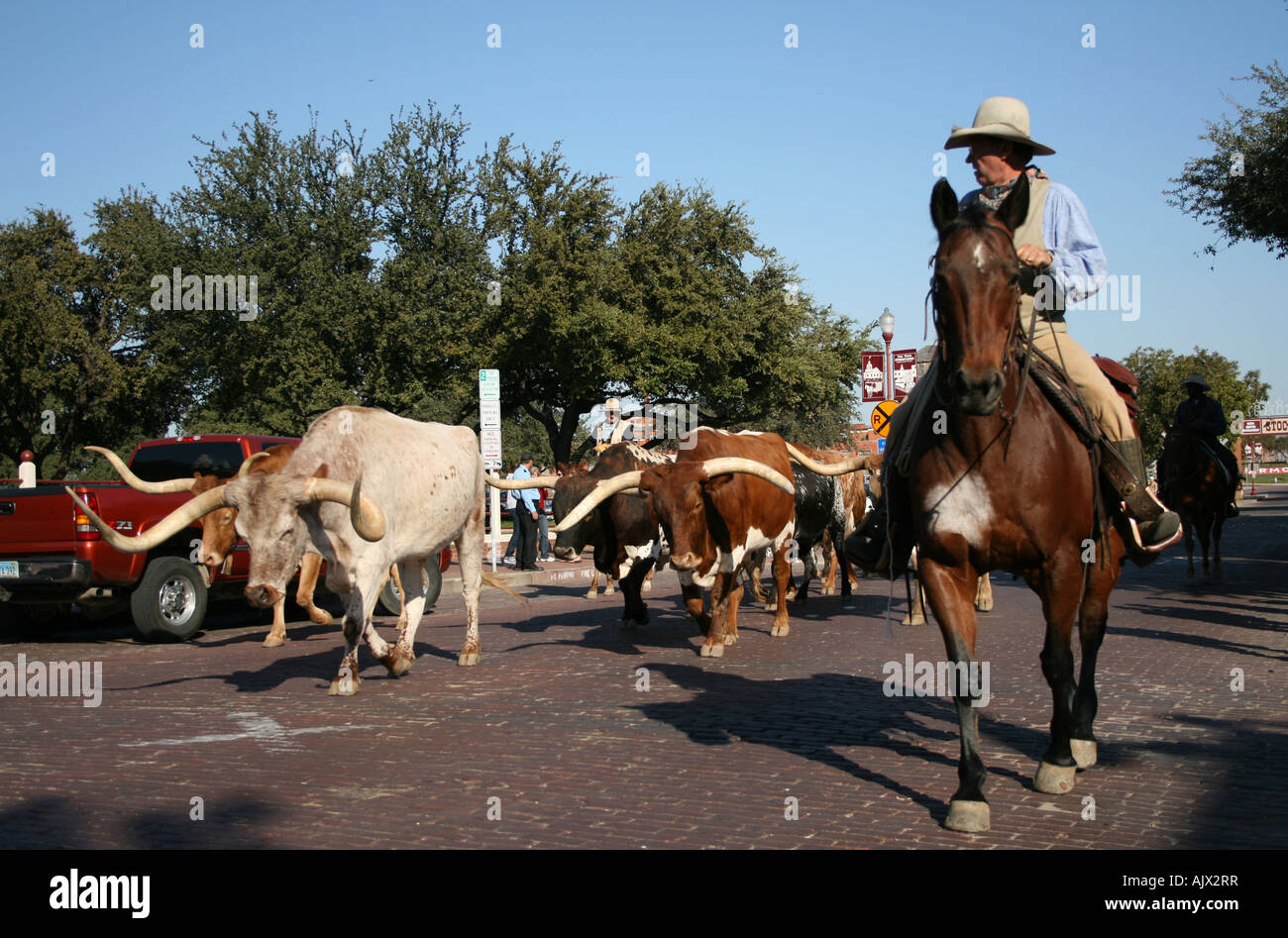 Cowboys texan long horn cattle hi-res stock photography and images - Alamy