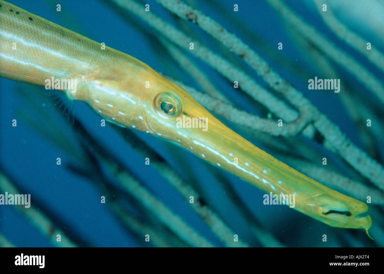 An adult trumpetfish hi-res stock photography and images - Alamy