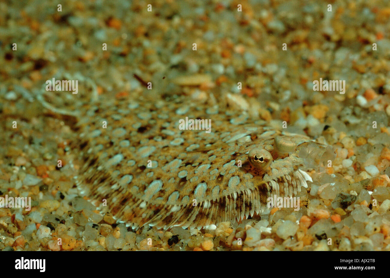 Eyed flounder fish hi-res stock photography and images - Alamy