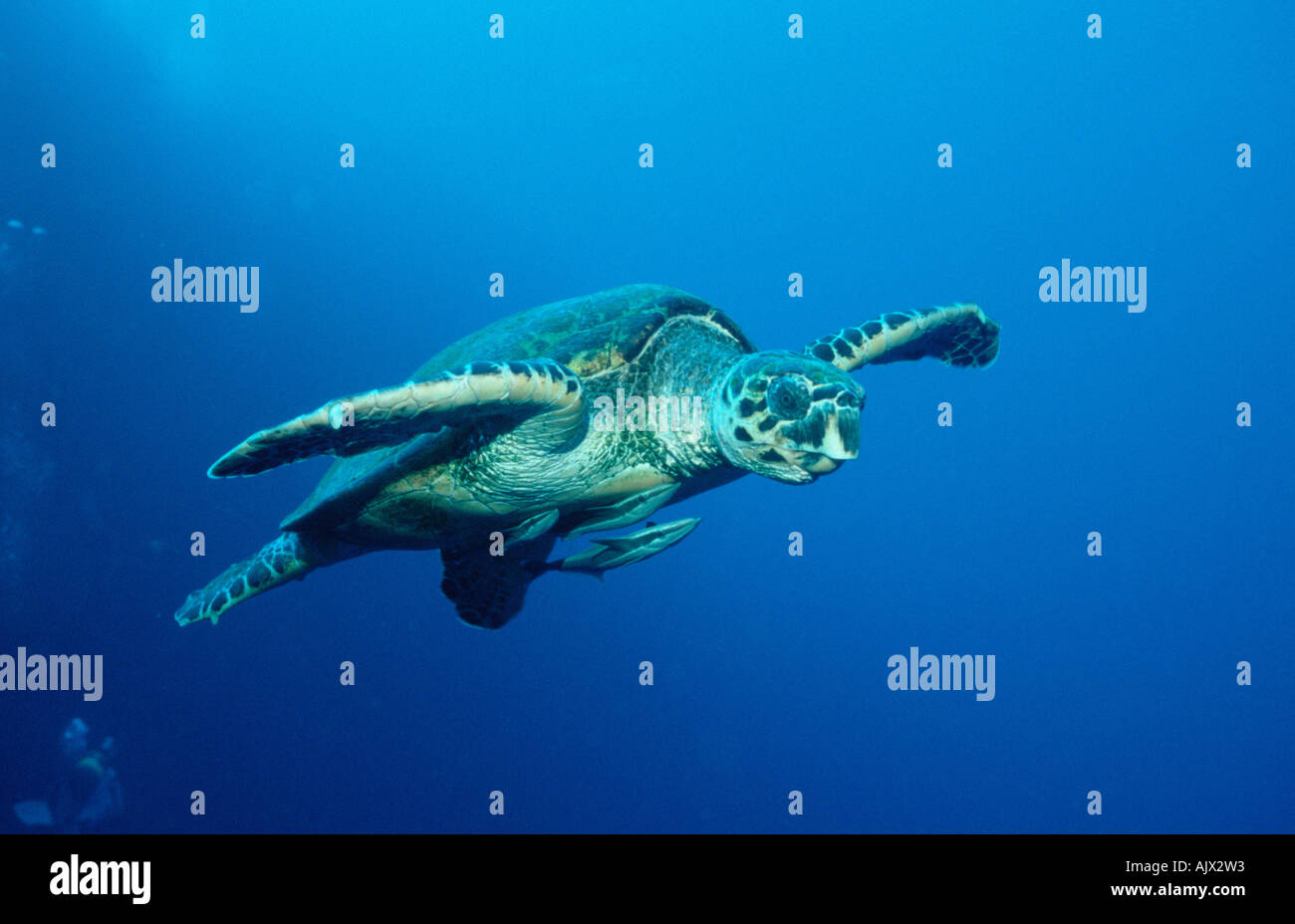 Green sea tortoises chelonia hi-res stock photography and images - Alamy