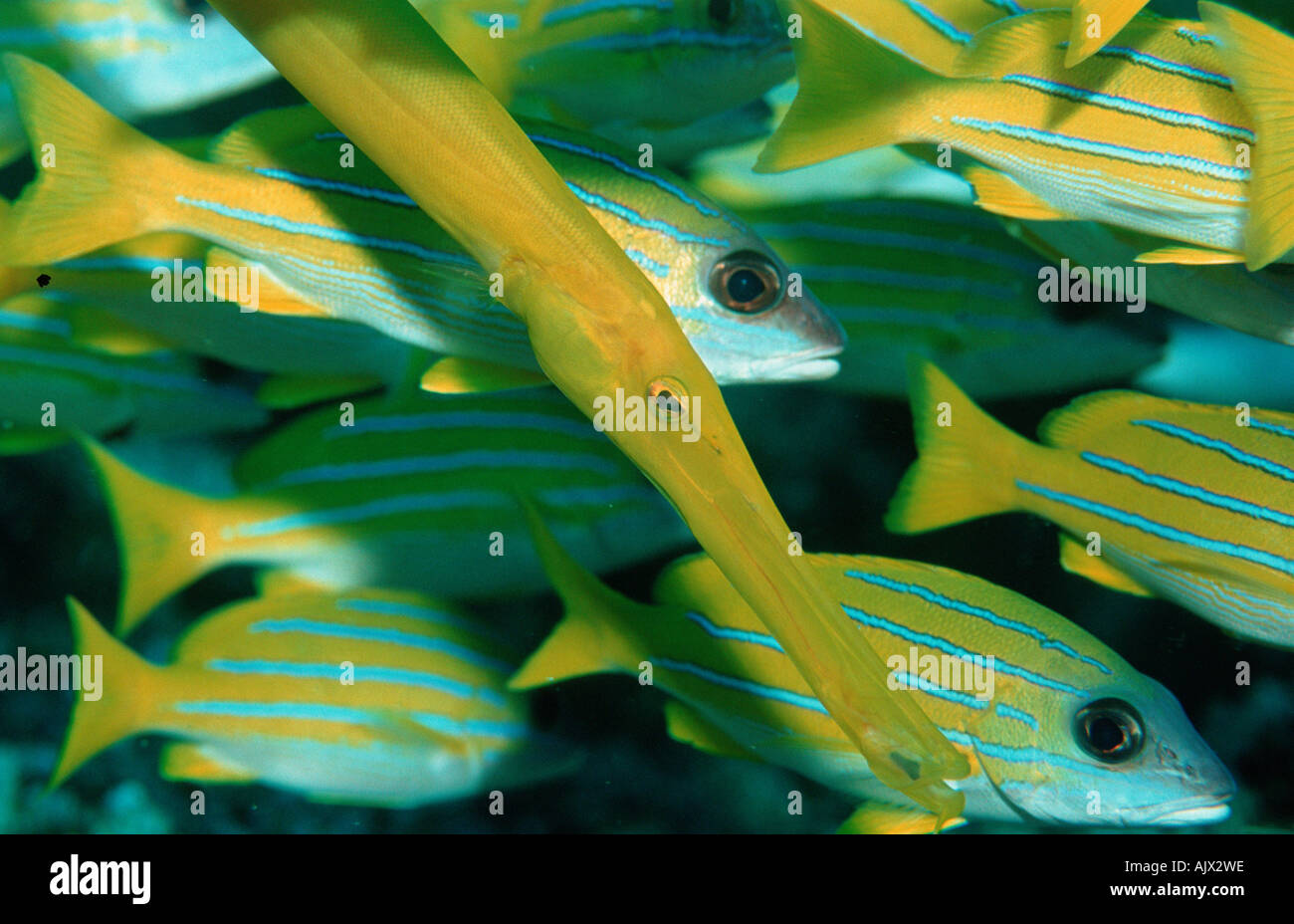 Trumpetfish / Blue-banded Snapper Stock Photo - Alamy