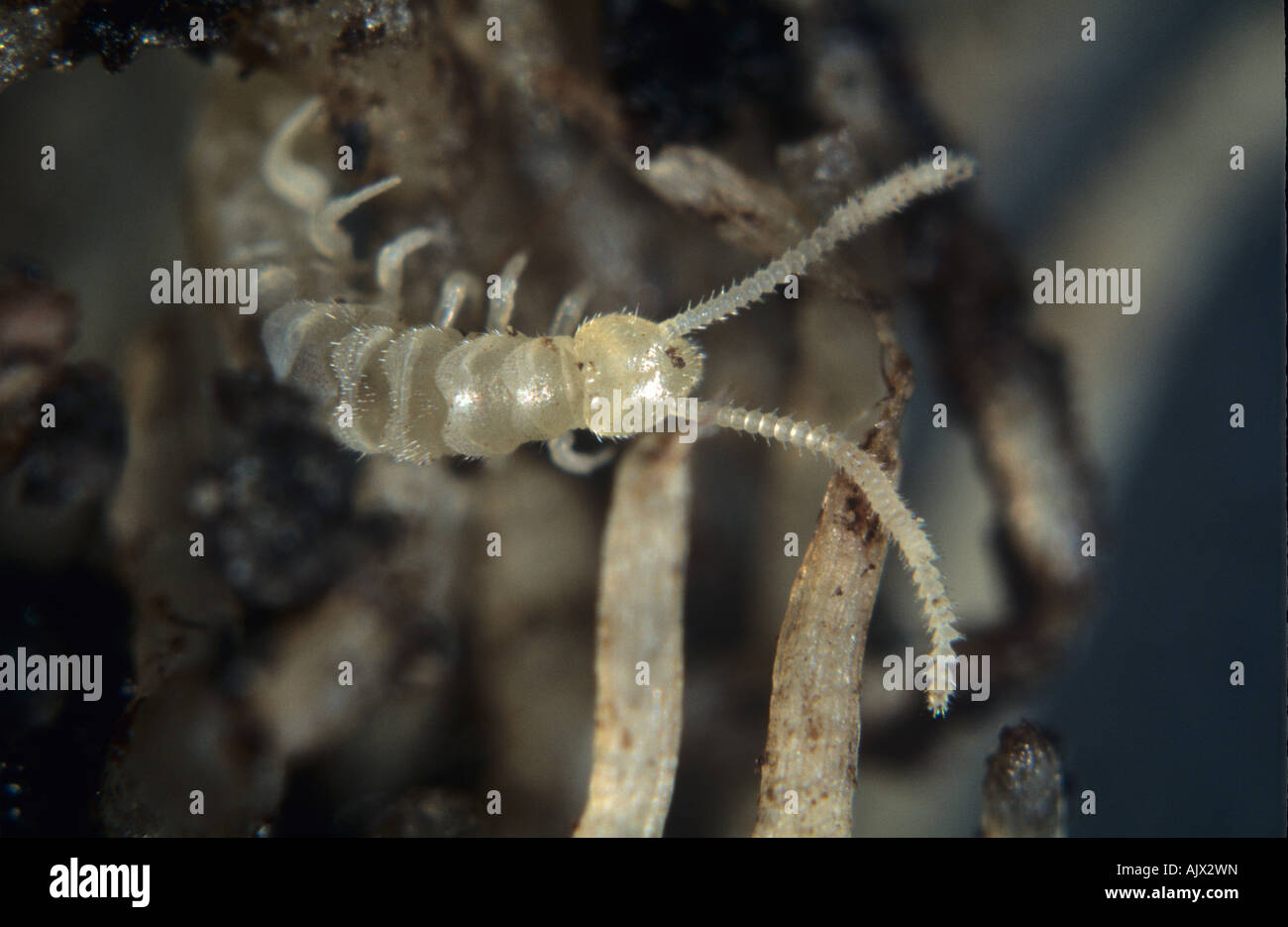 Symphylid or symphylan, Scutigerella immaculata, a soil pest of ...