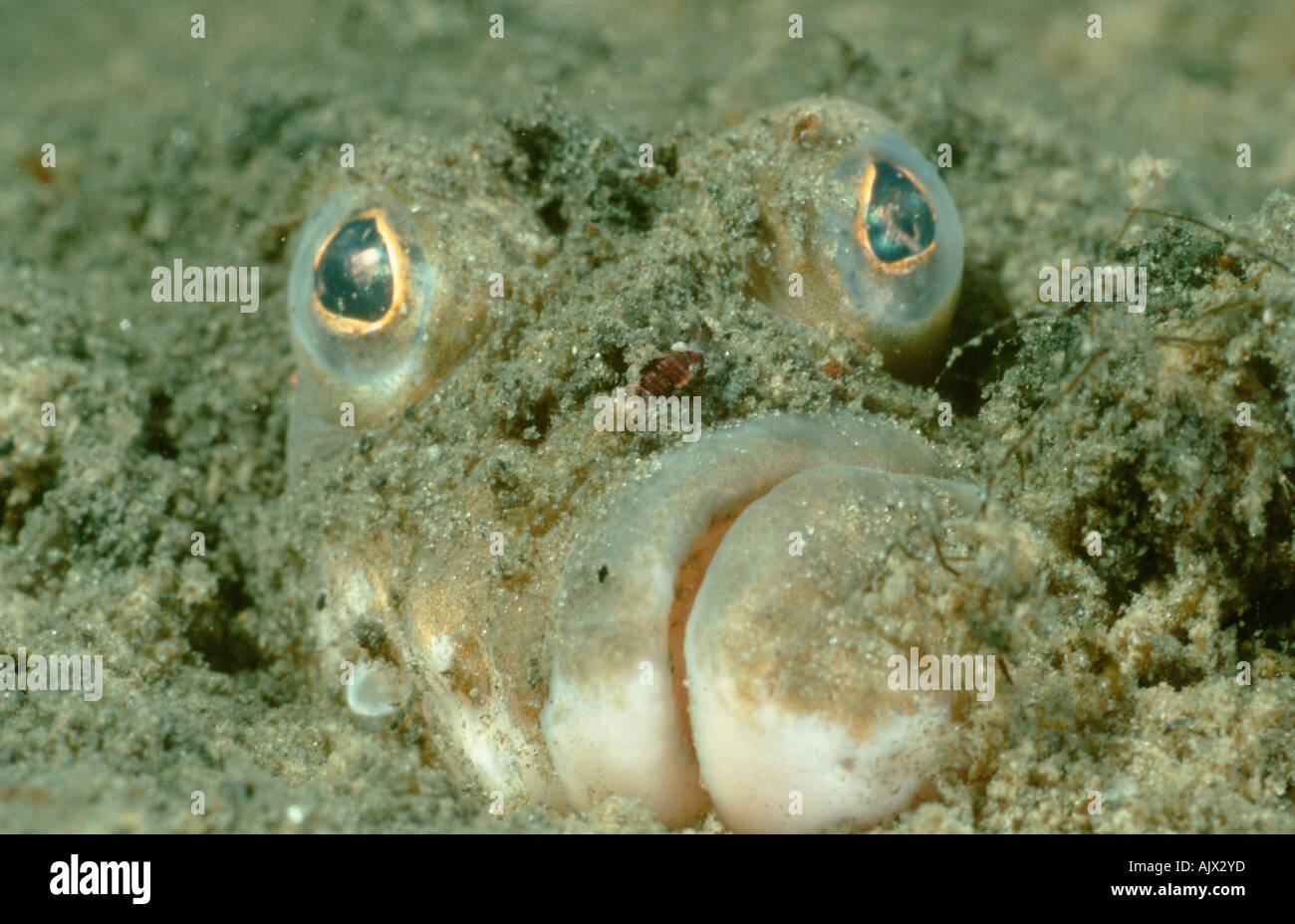 Flounder face hi-res stock photography and images - Alamy