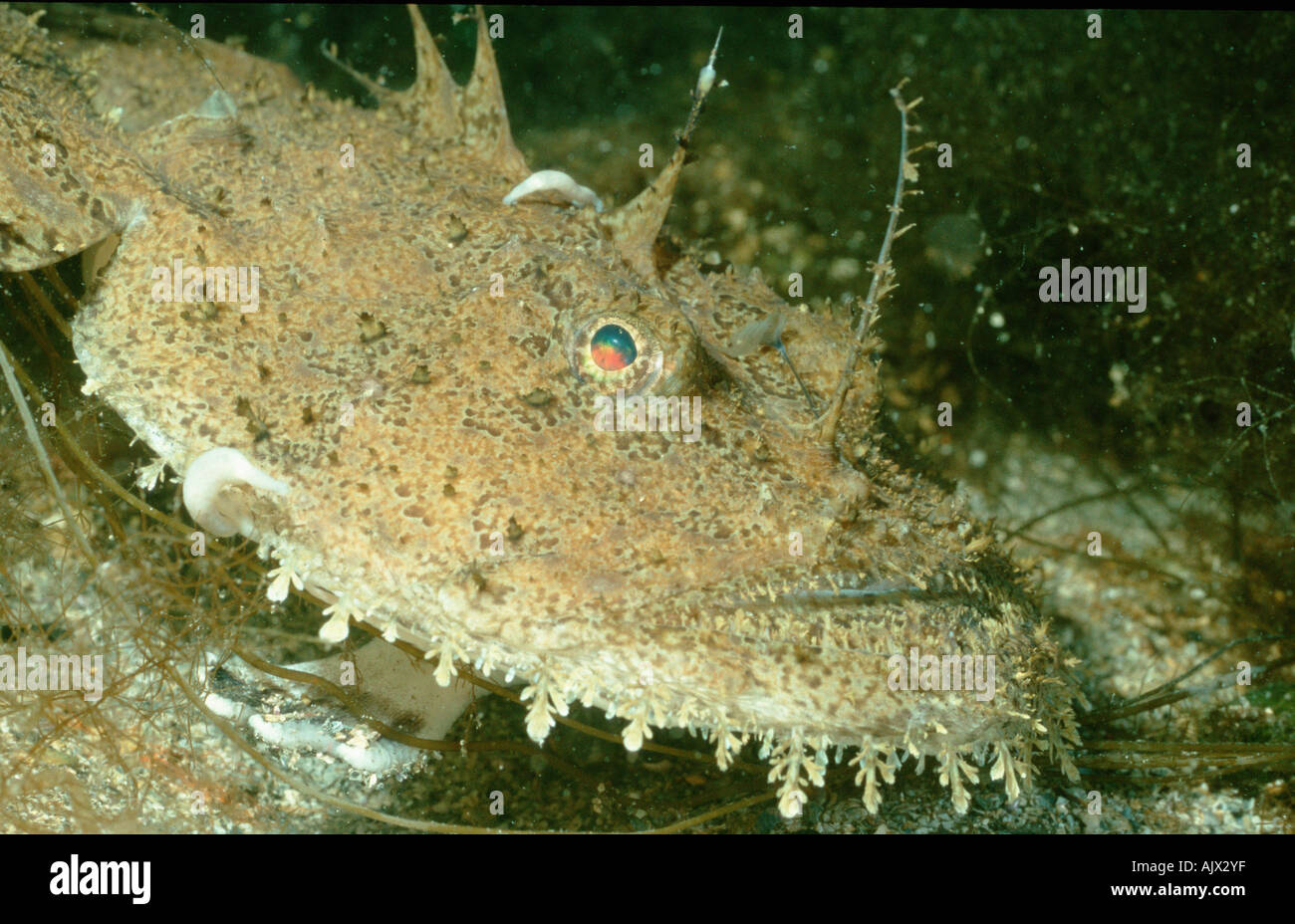 Atlantic Angler Fish / Monkfish Stock Photo - Alamy