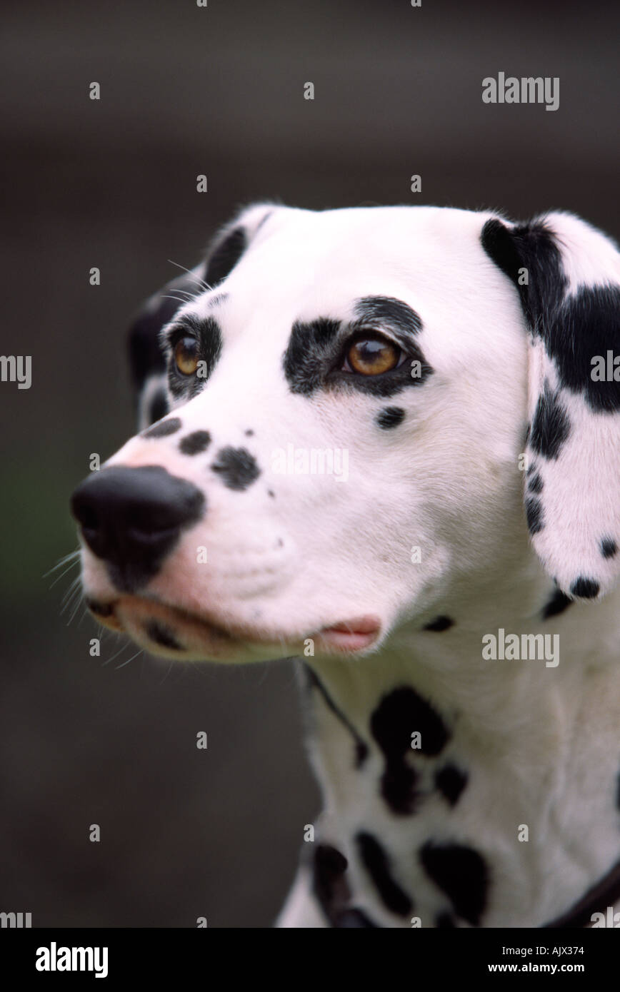 Purebred Dalmation dog portrait Stock Photo - Alamy