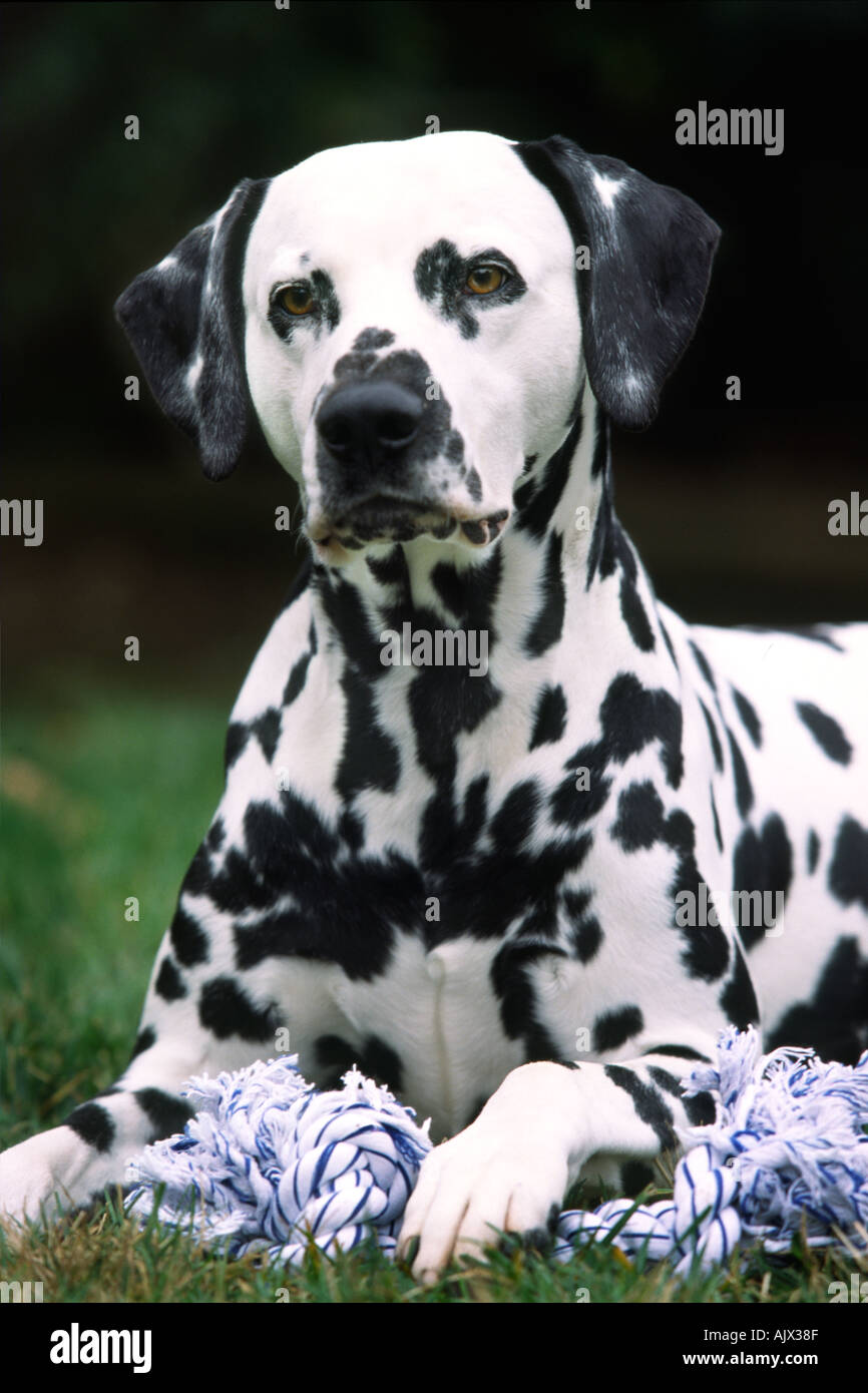 Purebred Dalmation dog portrait with toy Stock Photo - Alamy