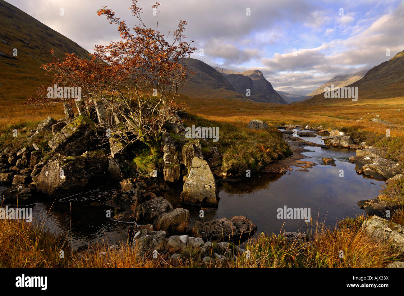 A stunted rowan tree in autumn colours springs from a rocky outcrop ...