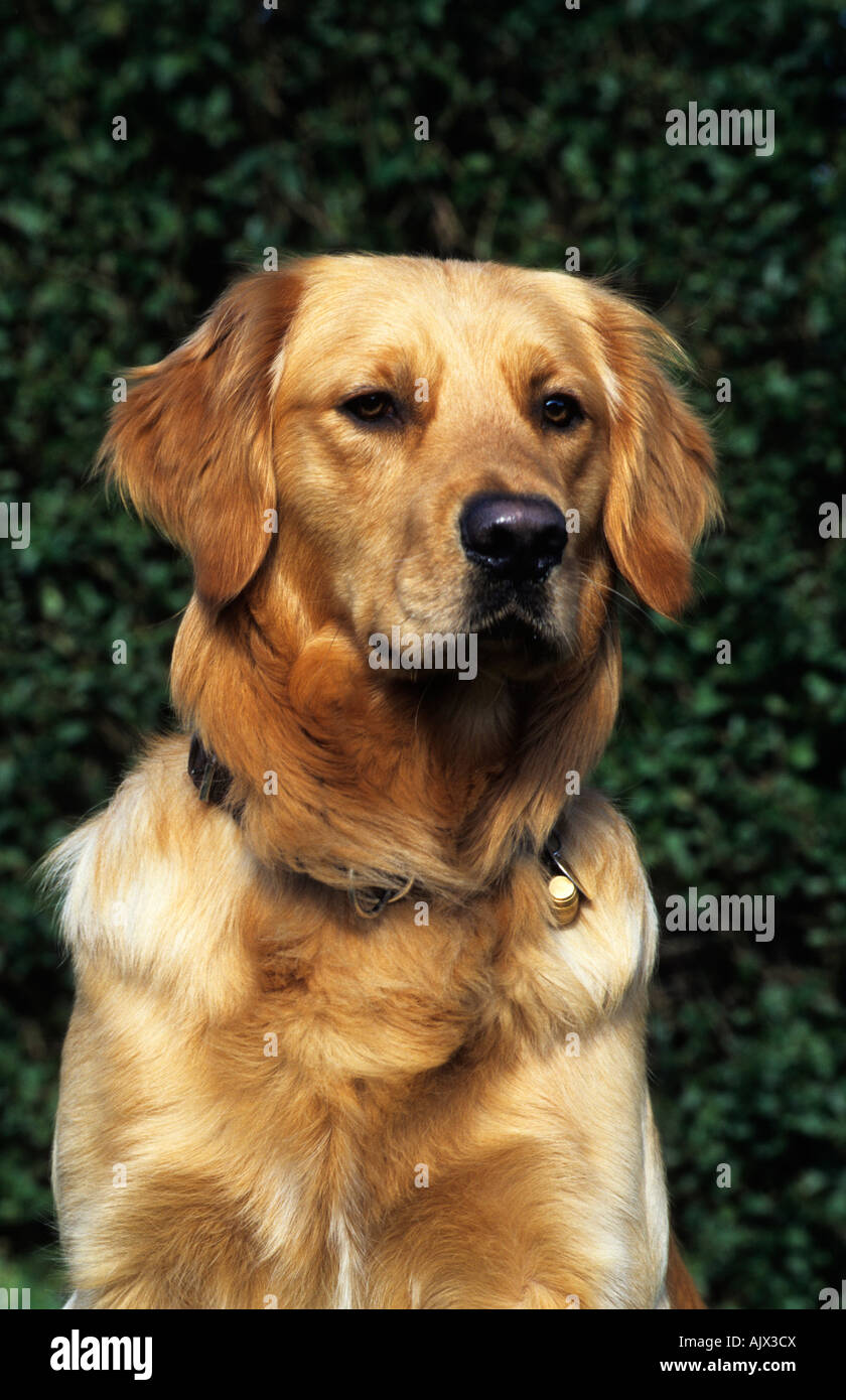 Golden Retriever männlich draussen | male Golden Retriever outside ...