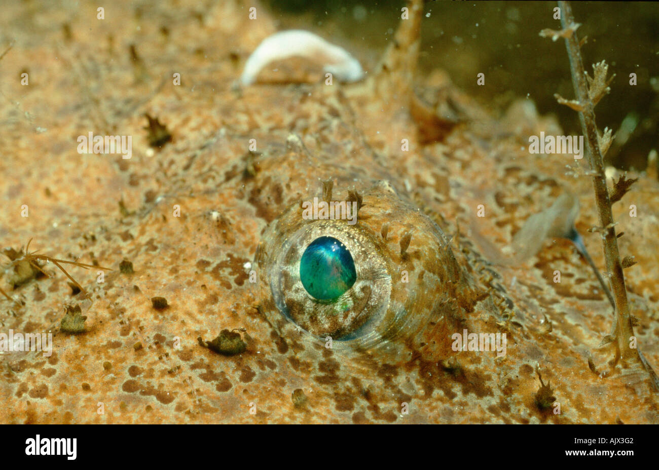 Atlantic Angler Fish / Monkfish Stock Photo - Alamy